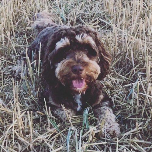 Cockapoo Breeders - Cockapoos for sale, gifts, breeders, FAQ's, puppies