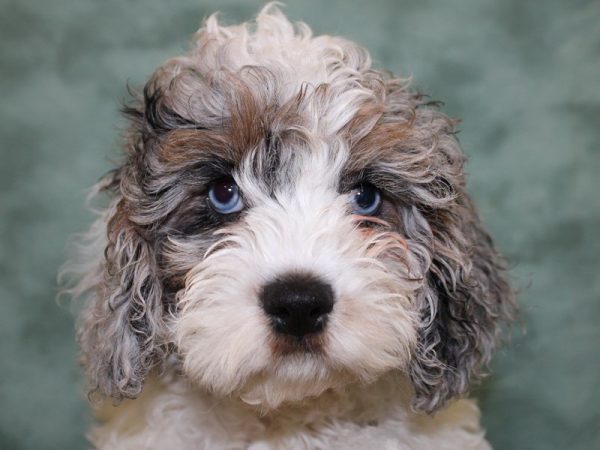Cockapoo - The facts - Cockapoos for sale, gifts, breeders, FAQ's, puppies
